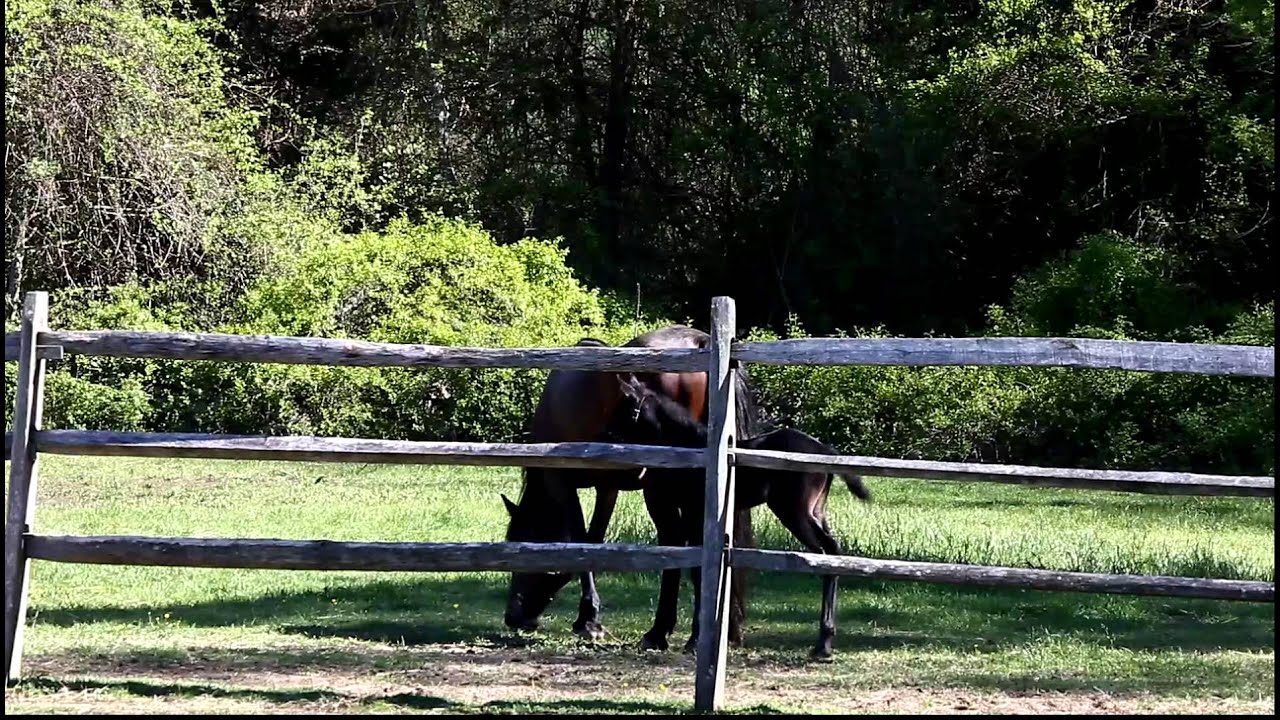 ROLLING MEADOW FARM FOALS-2012a - YouTube