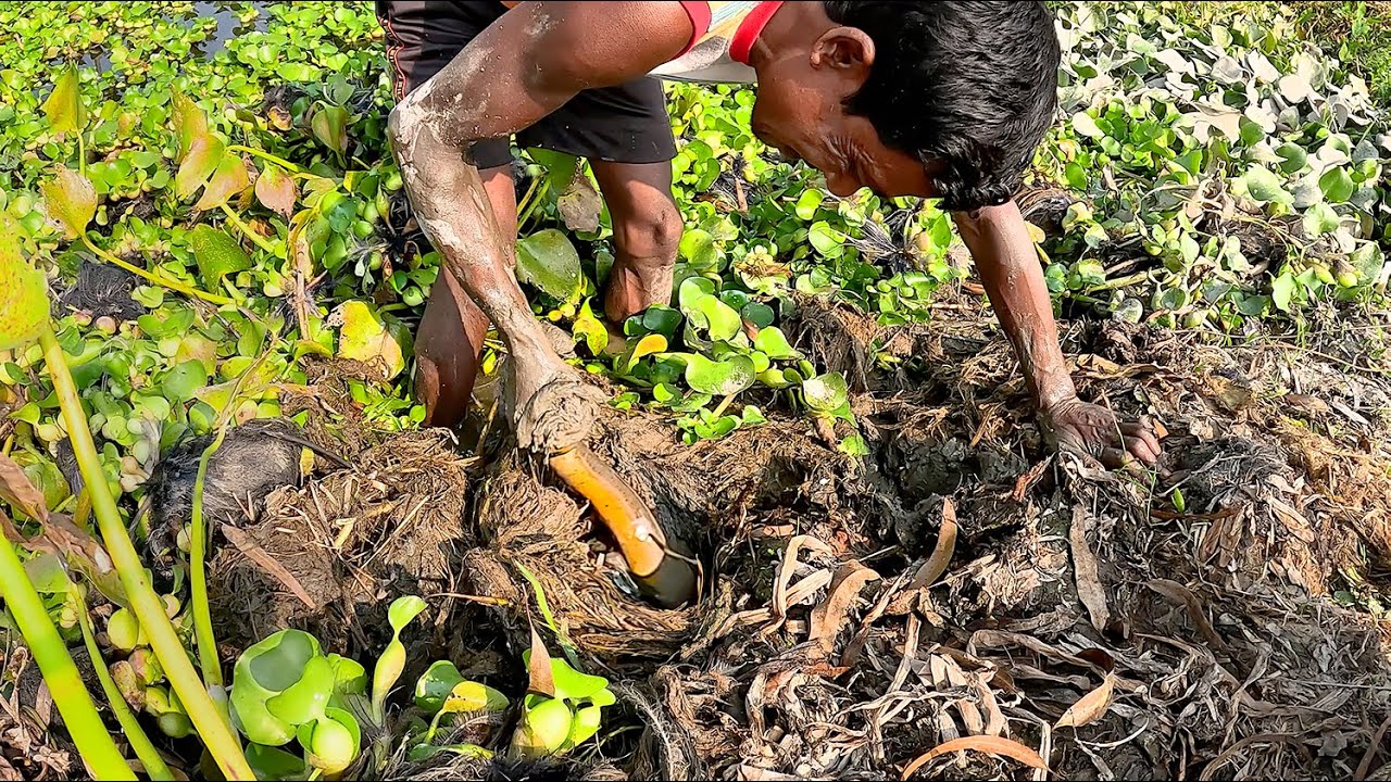 গর্ত থেকে কুচিয়া মাছ ধরার সেরা কৌশল | Amazing Traditional Eel Fishing Technique During Dry ...