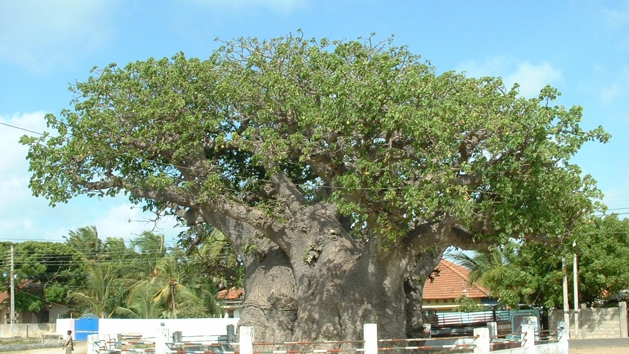 Baobab Tree at Mannar(Tree with the largest trunk in South Asia) - YouTube