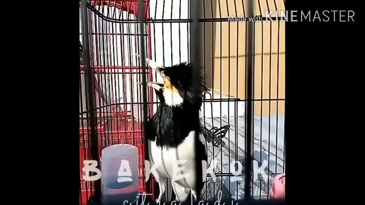 Kicauan burung sultan - peliharaan sultan - YouTube
