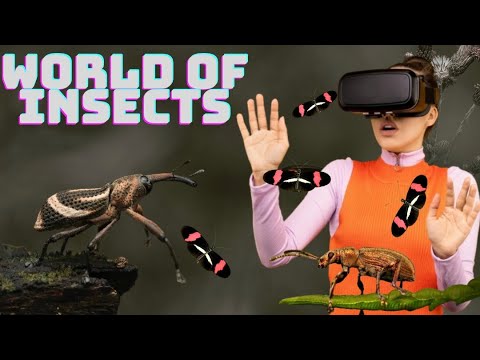 World of Insects: A Closer Look - YouTube