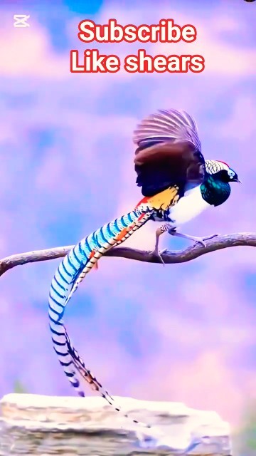 Amazing bird Surkhab Beautiful #shorts - YouTube