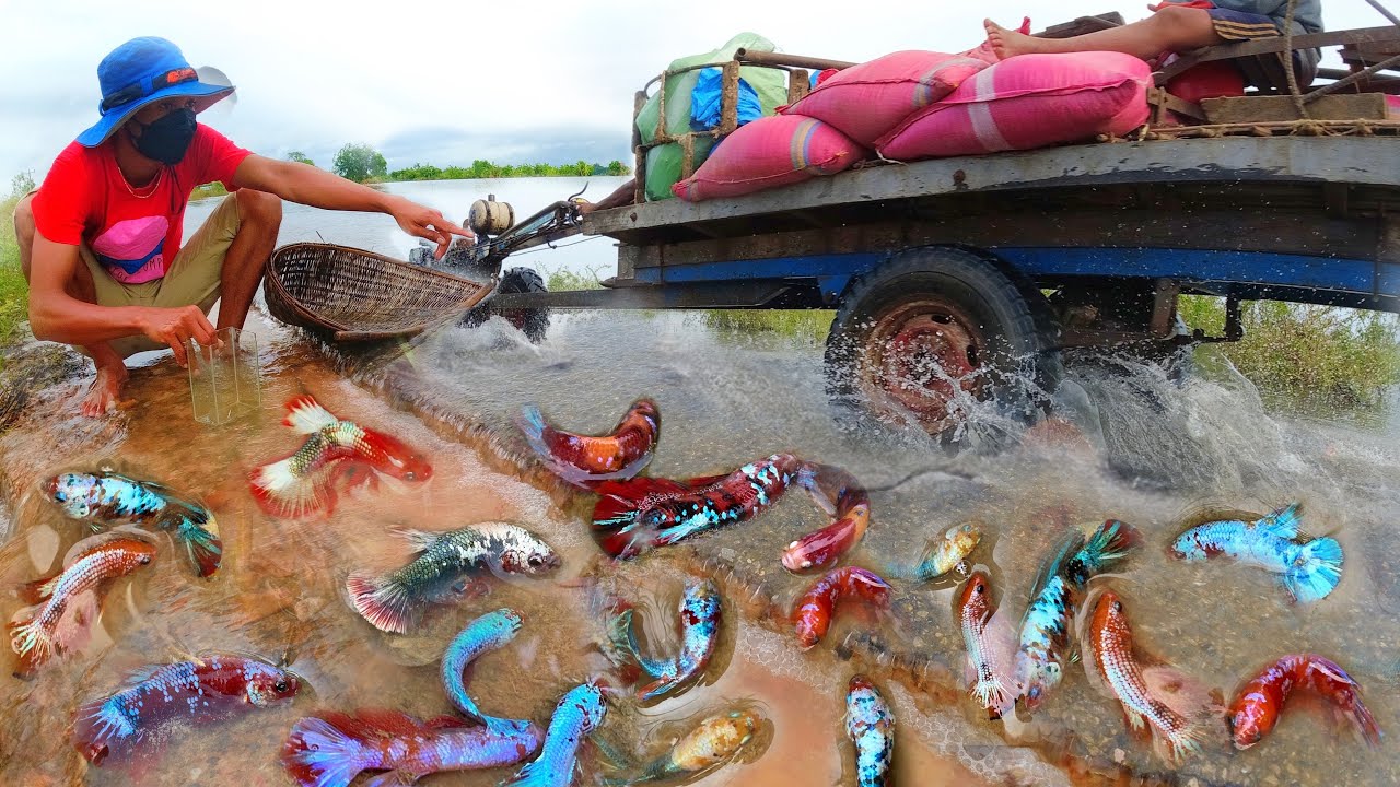 Unbelievable Unique Catch Betta Fish Catching And Finding A Lot Of Fish ...