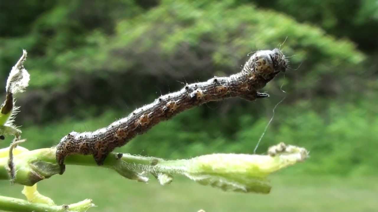Half-wing Moth Caterpillar (Geometridae: Phigalia titea) - YouTube