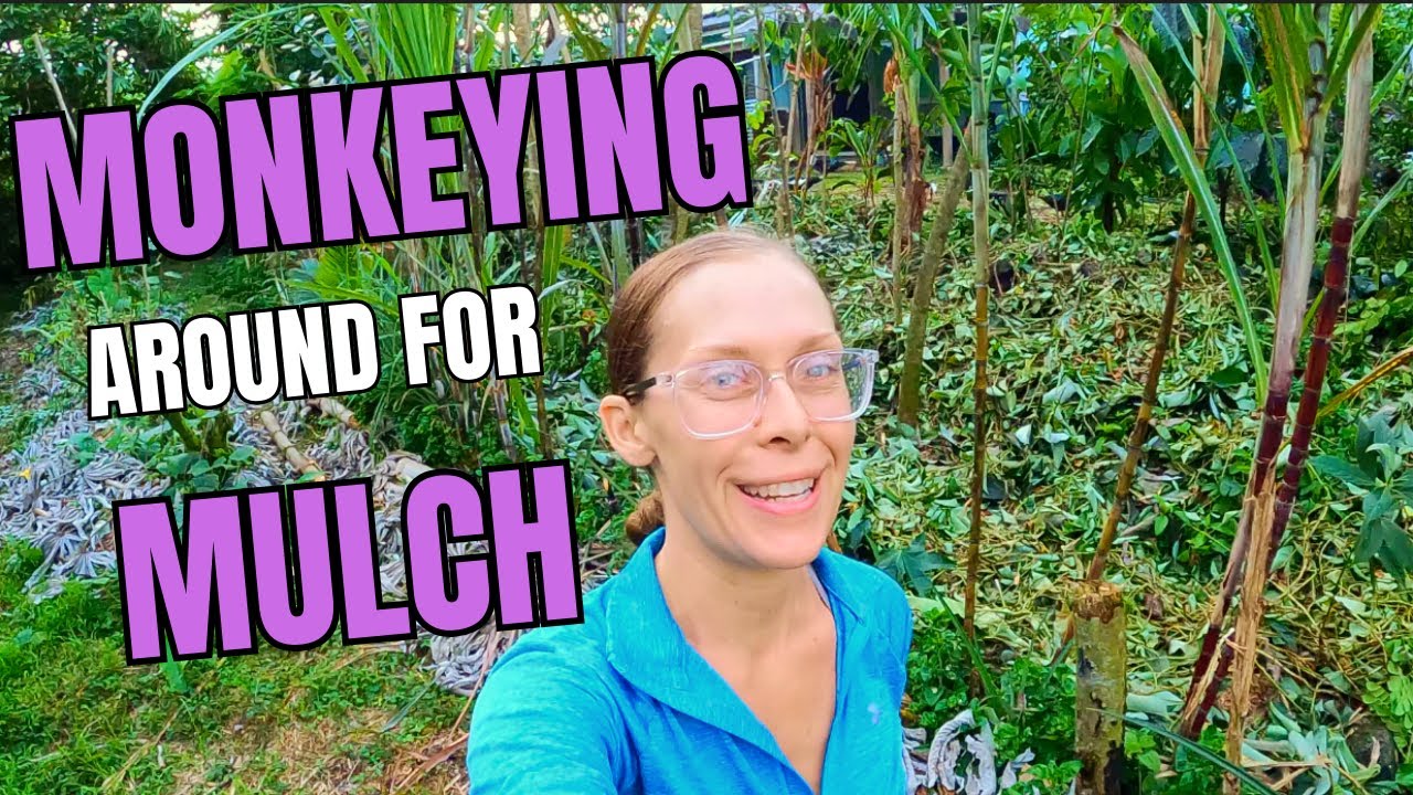 Year 5 Agroforestry Management: Monkeying around for mulch - YouTube