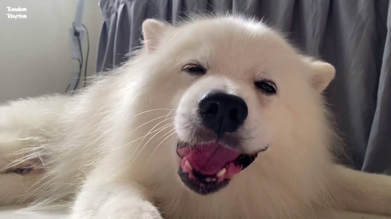 Yogi Bear Eating Show *ASMR* - YouTube