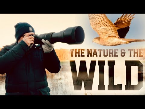 Bird photography low light high ISO || wildlife photography with canon ...