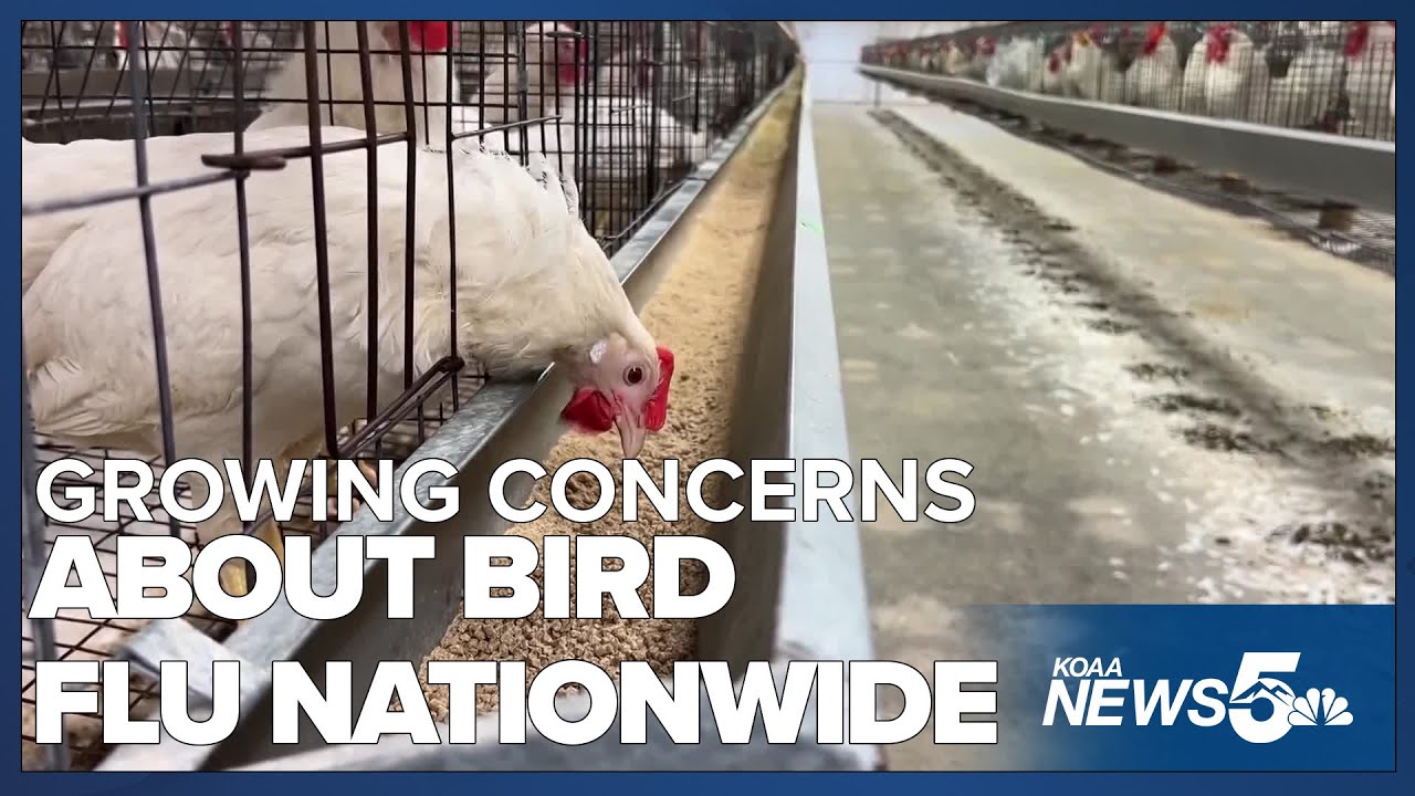 Concerns over Bird Flu continue to grow, but is there a huge risk ...