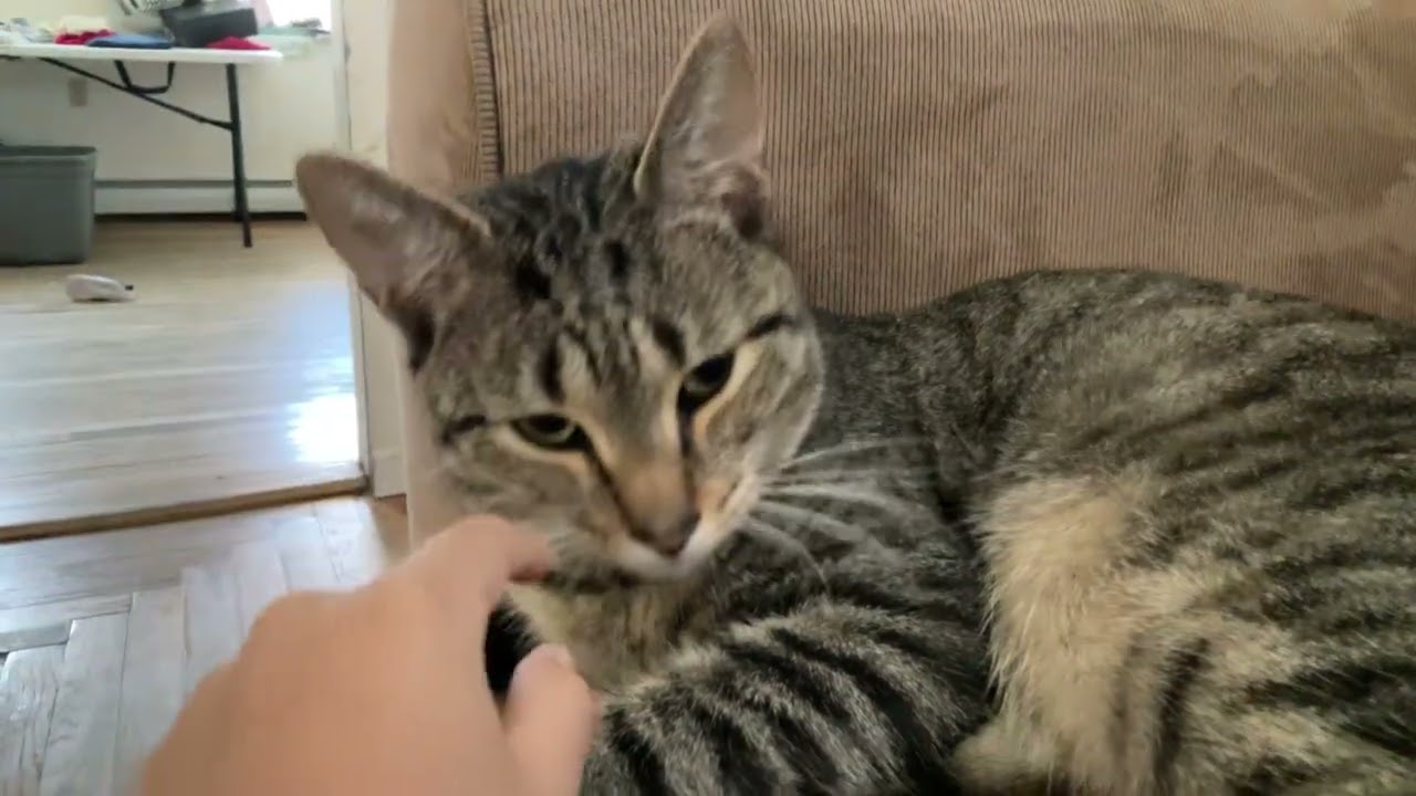 the cat is a boy - YouTube