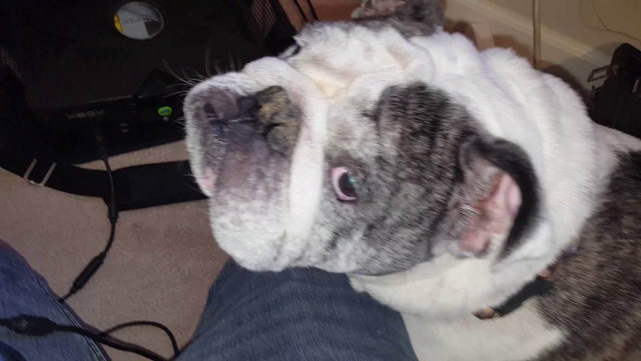 Completely Portable Xbox - Intec LCD Screen Replacement - YouTube