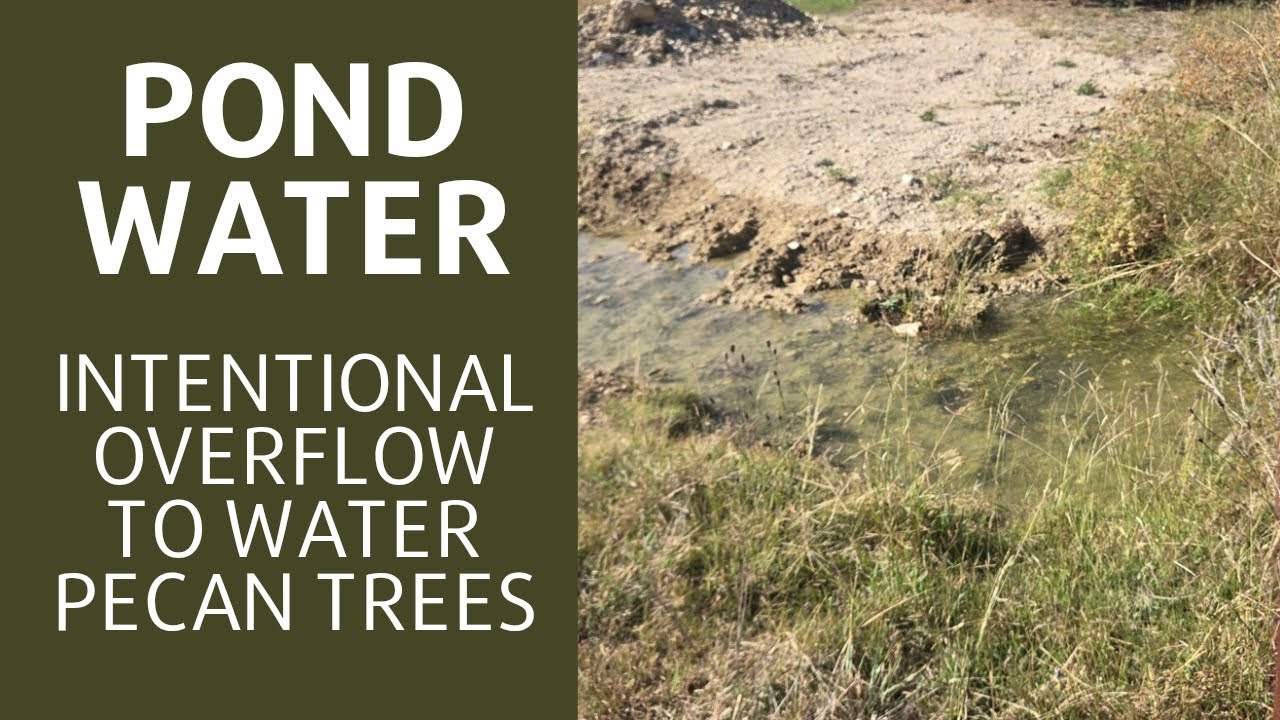 Using pond to water pecan trees - YouTube