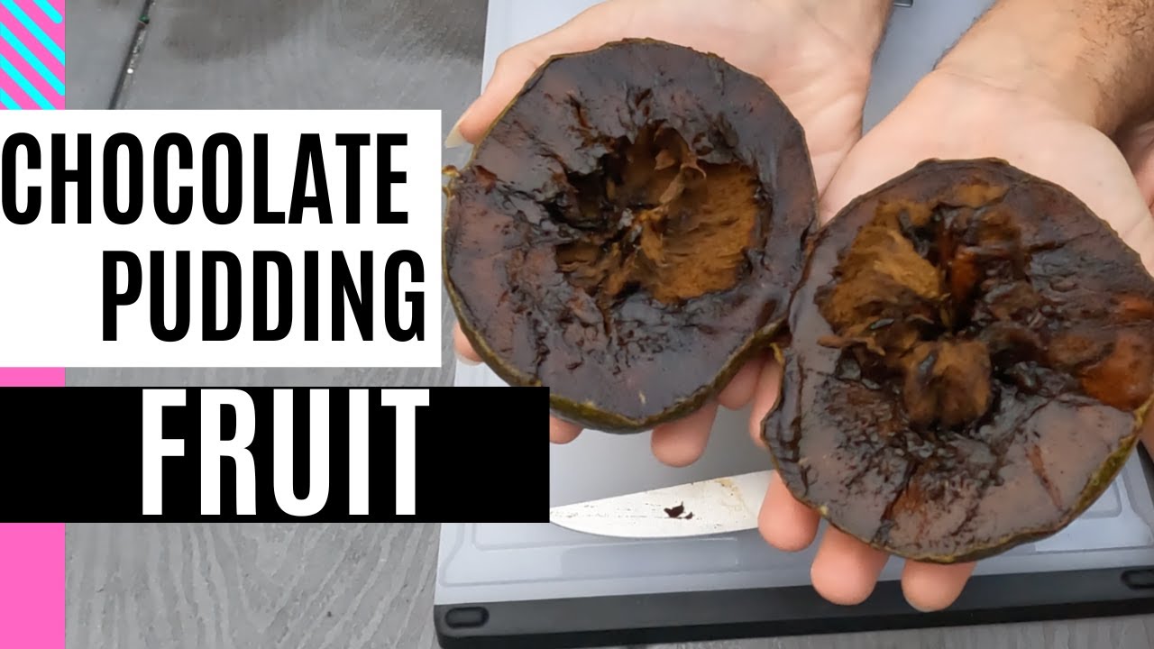 Check out this CRAZY Fruit! | Chocolate Pudding Fruit | Black Sapote ...