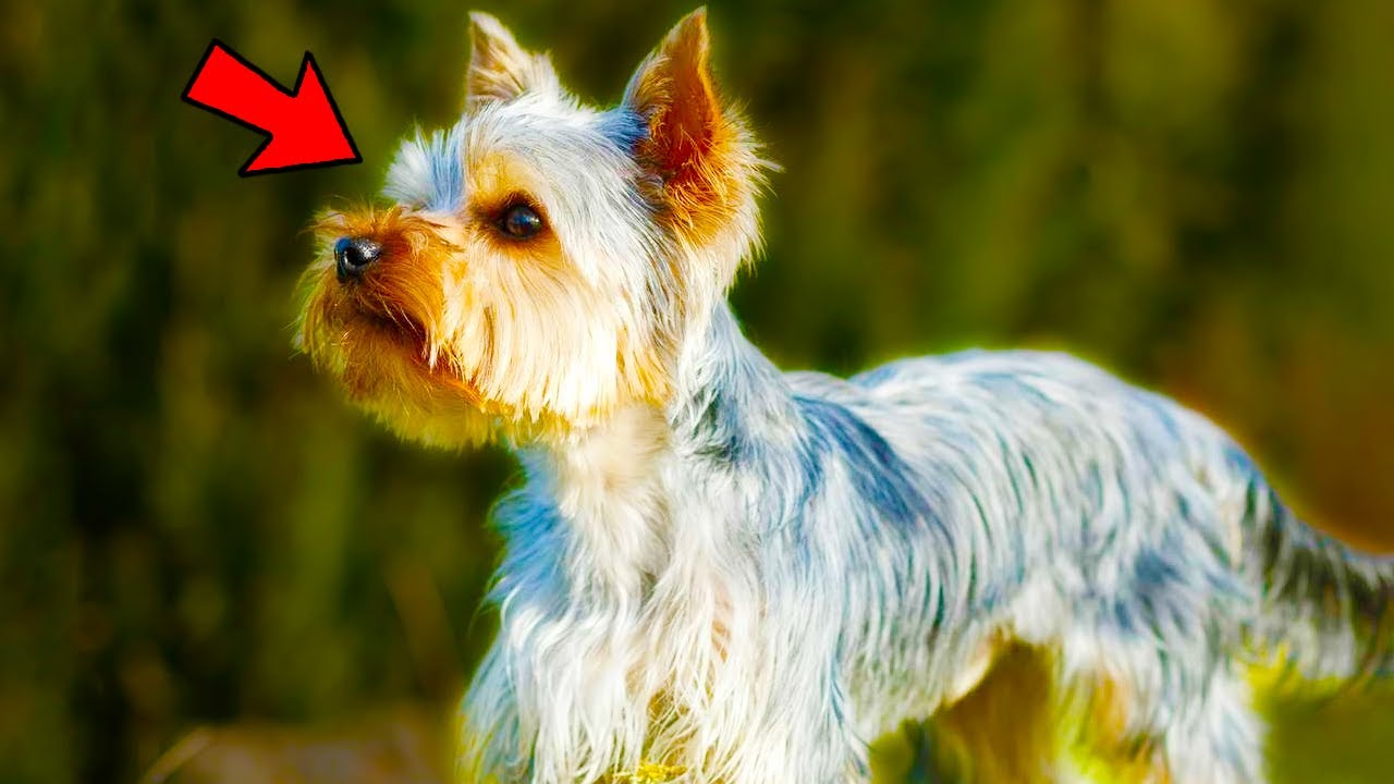 The Pros and Cons of Owning a Yorkshire Terrier - YouTube