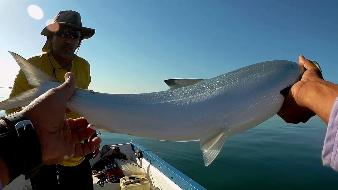 Trolling & drop line fishing (Jamaica Caribbean 🇯🇲) - YouTube