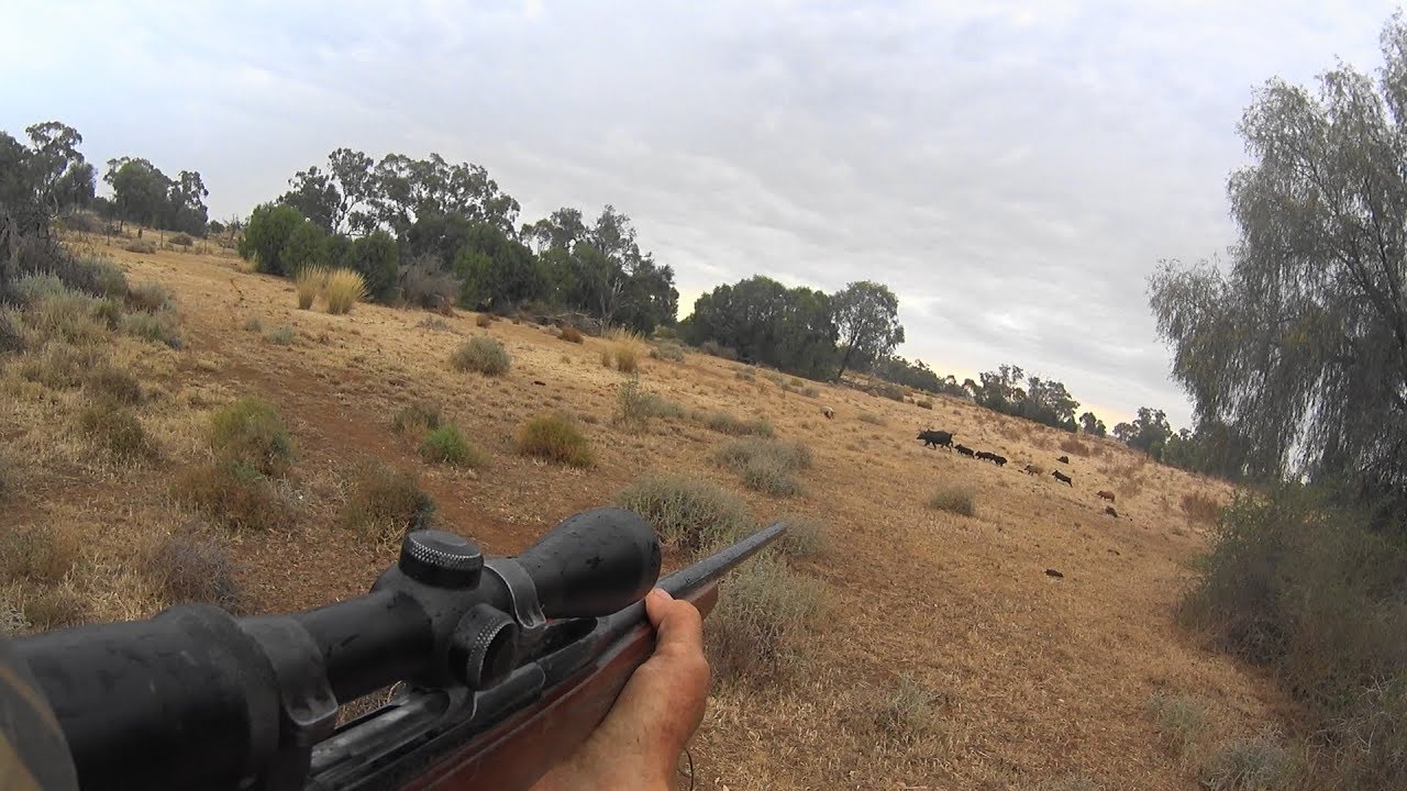 Sept pig snap shooting - YouTube