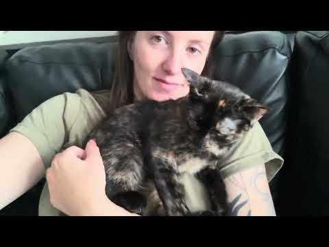 Video of adoptable pet named Livvy and Jolene Kittens