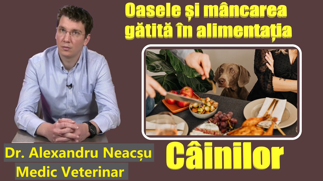 OASELE SI MANCAREA GATITA LA CATEI: DR. ALEXANDRU NEACSU - MEDIC ...