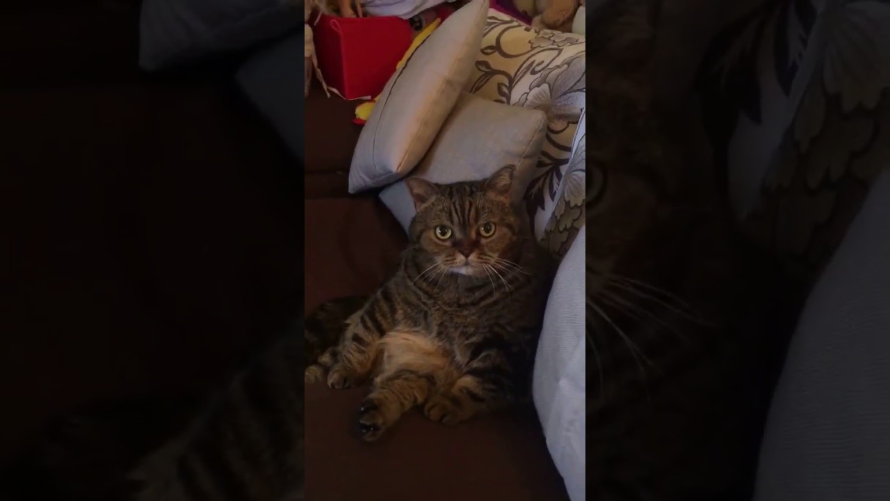 A Lovely Fat Cat sitting on sofa | 貓肥屋潤 - YouTube