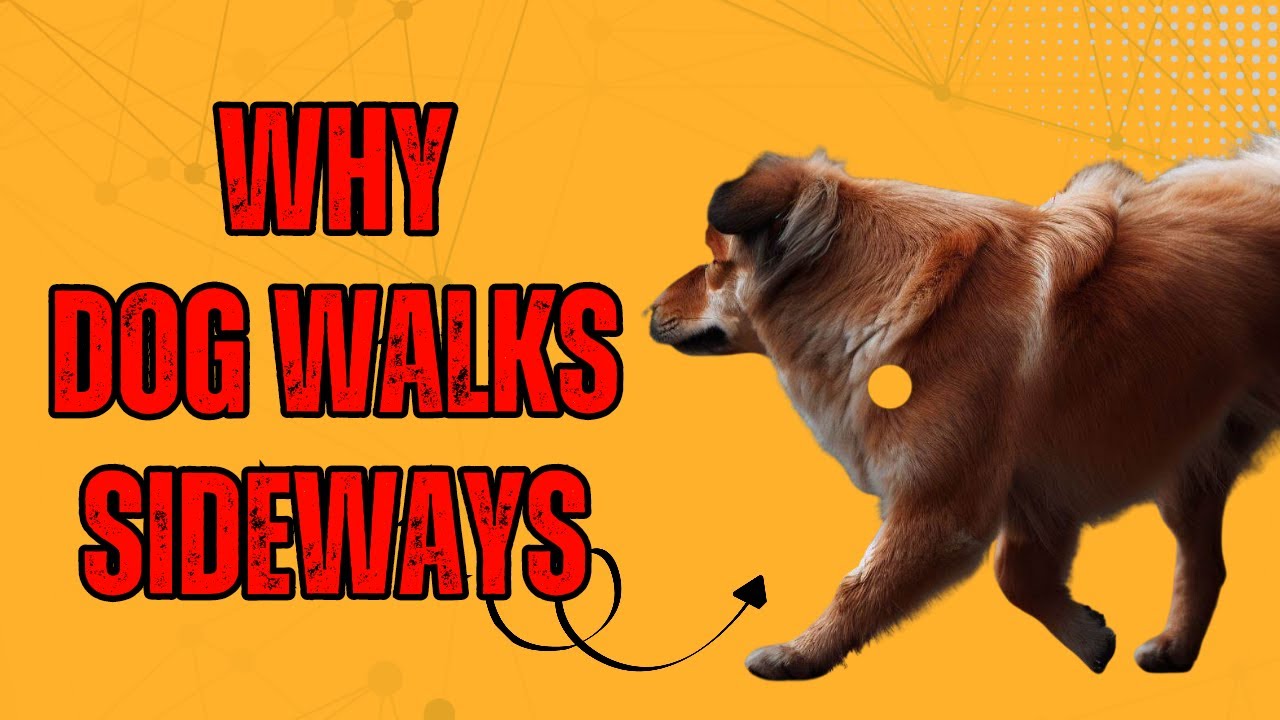 Why My Dog Walk Sideways? | Understanding the Causes and Solutions ...
