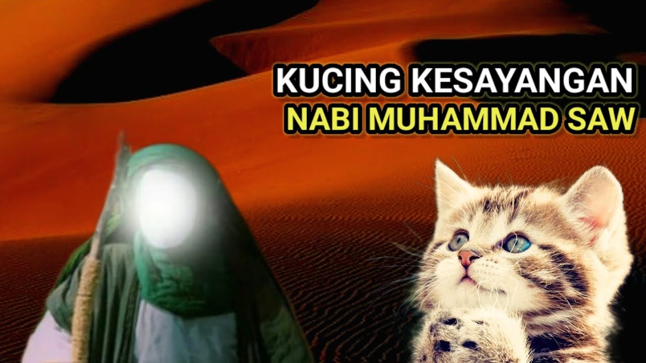 KEISTIMEWAAN MUEZZA KUCING RASULULLAH SAW !! - YouTube