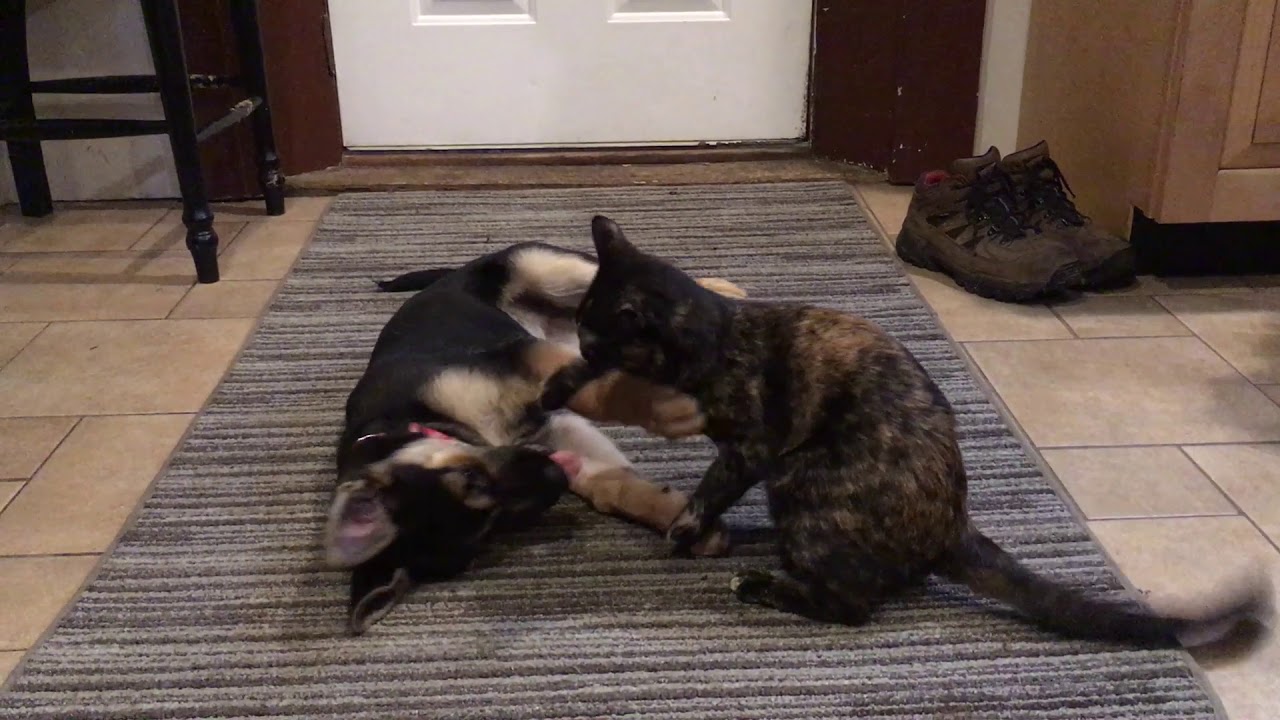 Dog begs for cat to attack him - - YouTube