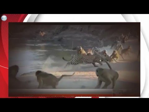 Leopar Sürüsü V.S. Maymun Babunlar Savaşı\