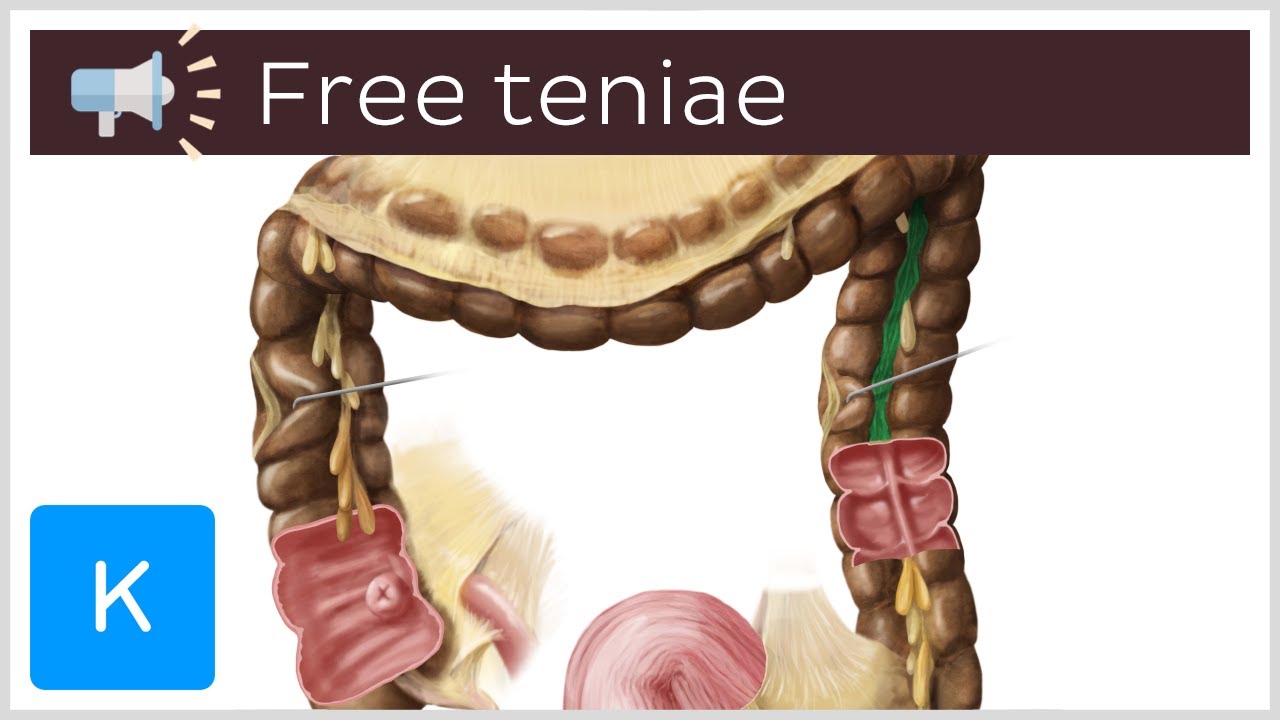 Free teniae | Anatomical Terms Pronunciation by Kenhub - YouTube