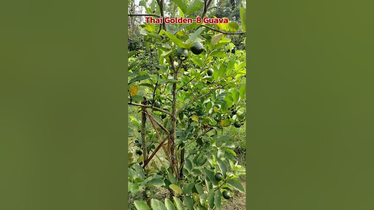 Thai Golden 8 Guava Farming in India 2024 || Baramasi Golden 8 Guava Plant || Golden-8 Guava ...