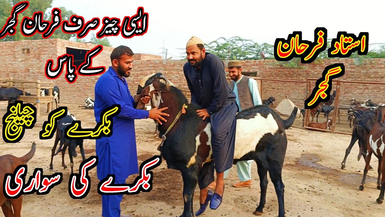 Big Size Breader Buck Of Goat Life Line Farm-Goat Life Line Farm - YouTube