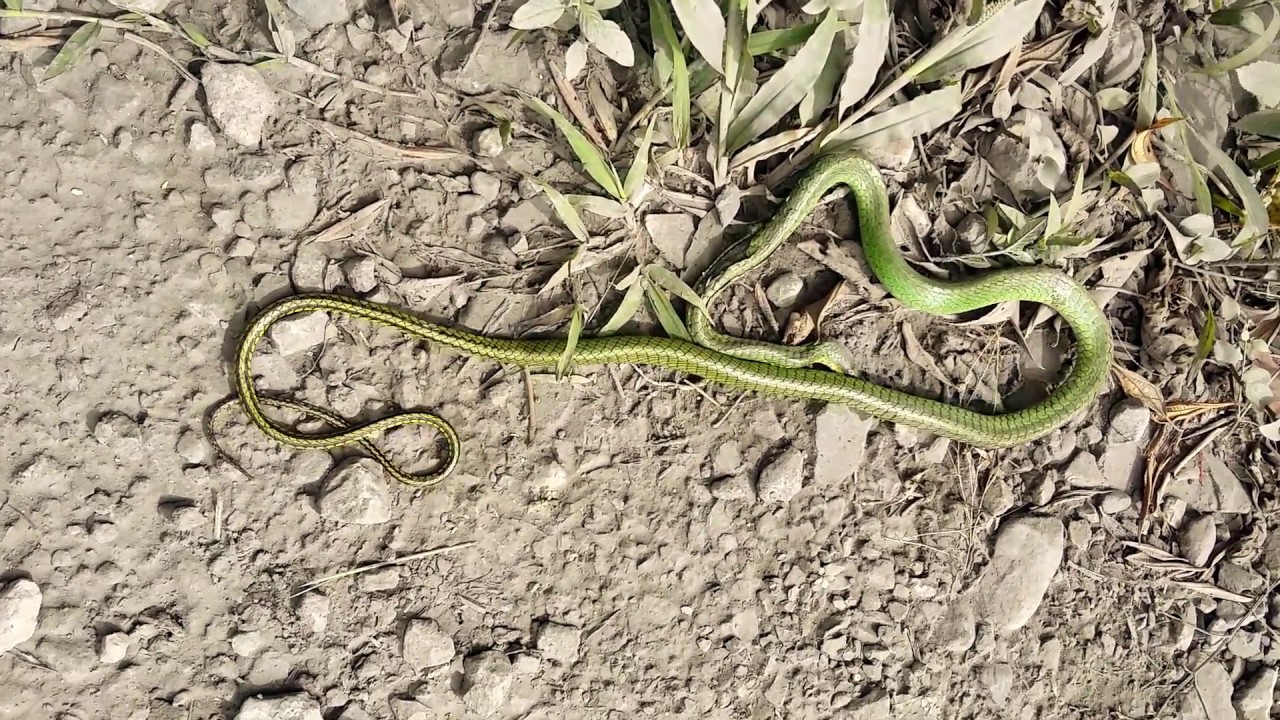 Serpiente atropellada Santa Maria Boyacá - YouTube