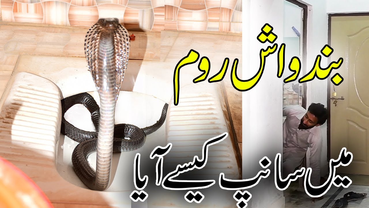 Long cobra snake found in toilet || rescue snake by sajjad jogi || new ...