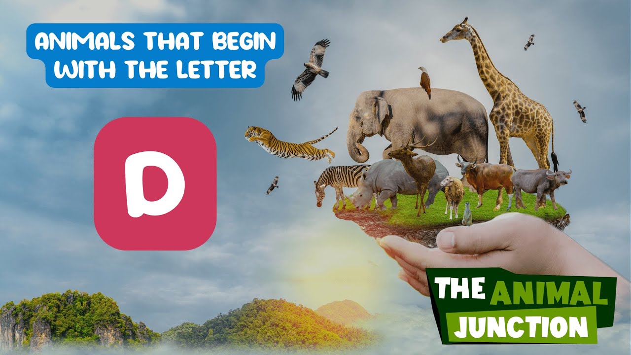 Animals That Start With D | The Animal Junction - YouTube