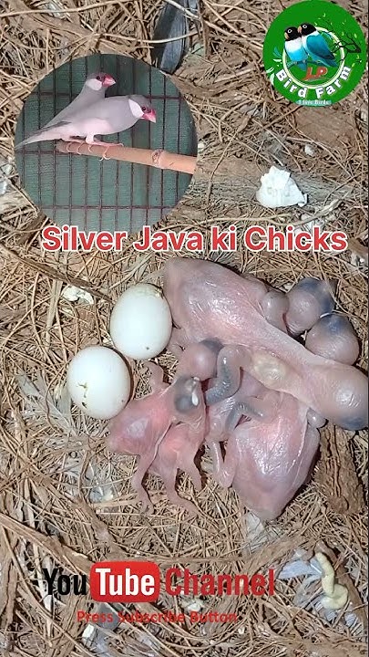 Silver Java ki Chicks#Shorts Video#lp bird farm - YouTube
