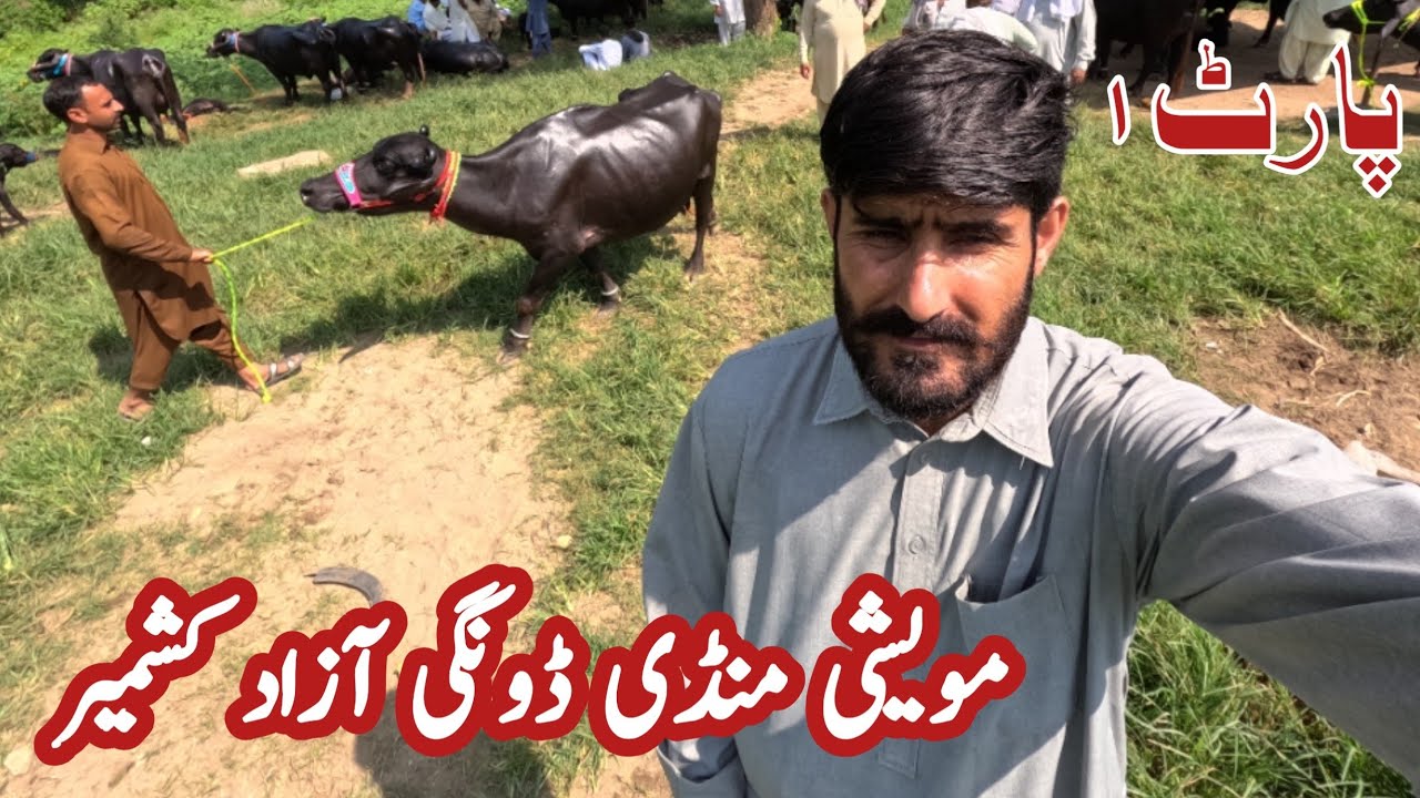 Price udate of animals from the market of AJK 11 Sep 2024 #animals # ...