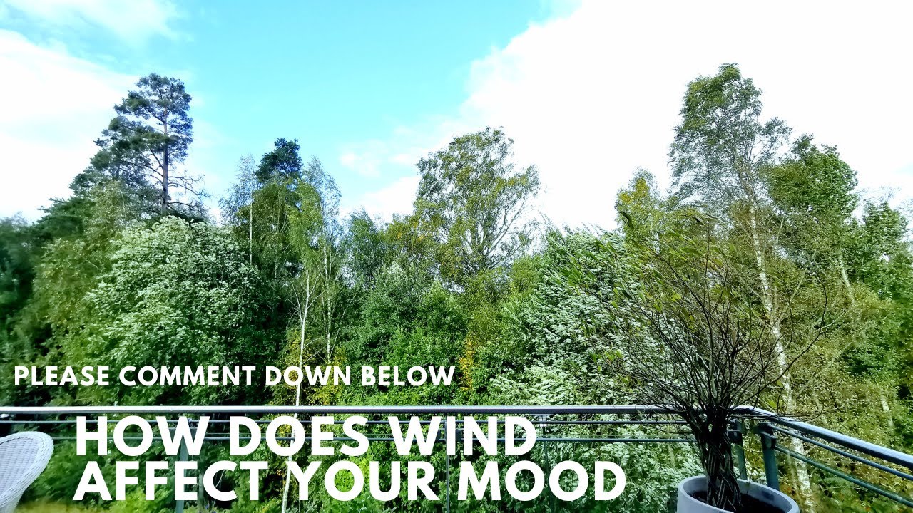 How Does Wind Affect Your Mood? Slow Day On A Windy Weather - YouTube