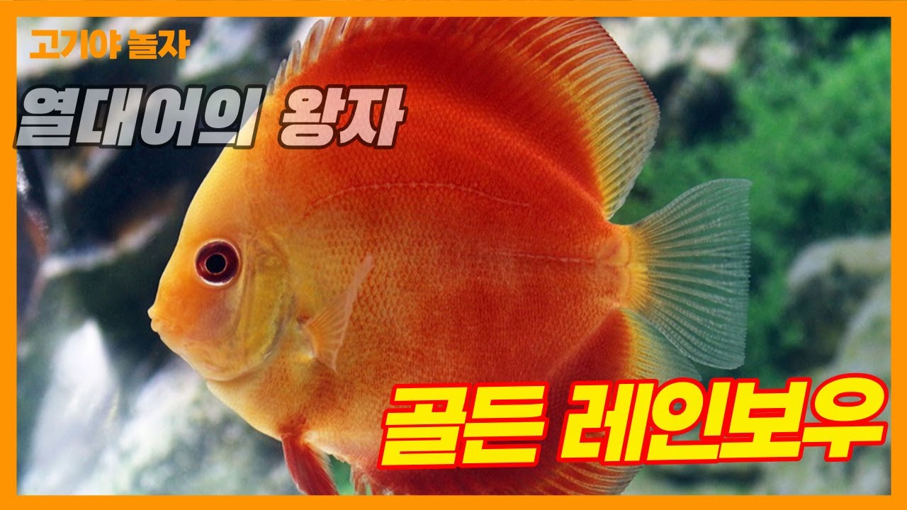 [디스커스] 골든레인보우 소개영상 - 서진열대어 [Discus] Golden Rainbow Discus Introduction ...