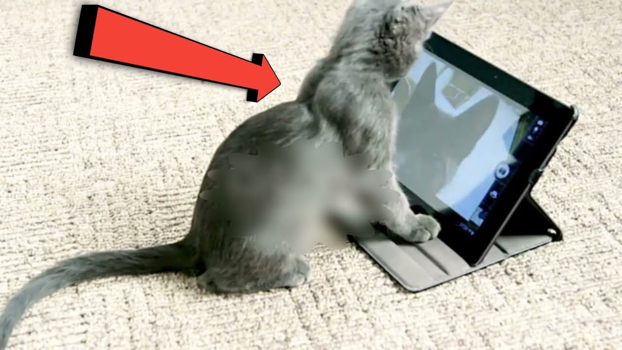 Cats 🐱 Reaction when they use computer and phones | Cute Animals, Funny ...
