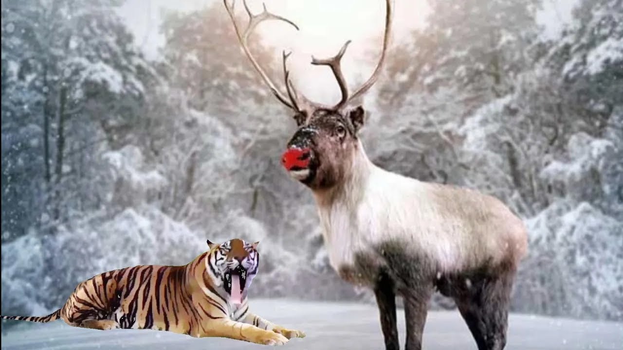 Kerstfilmpjes 2025 voor whatsapp Kerst humor Grappige kerstliedjes ...