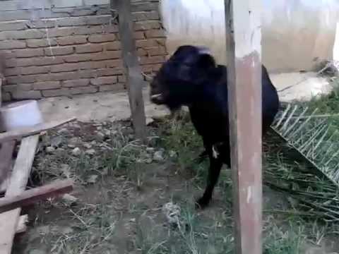 ANIMAL SEX GOAT KAMBING SEDANG GALAK MENGAWAN