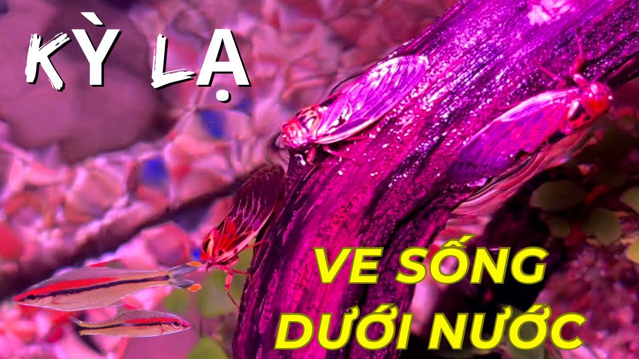 KINH NGẠC khi thấy con VE VE lại có thể ĐI XUỐNG NƯỚC và BƠI NHƯ CÁ ...