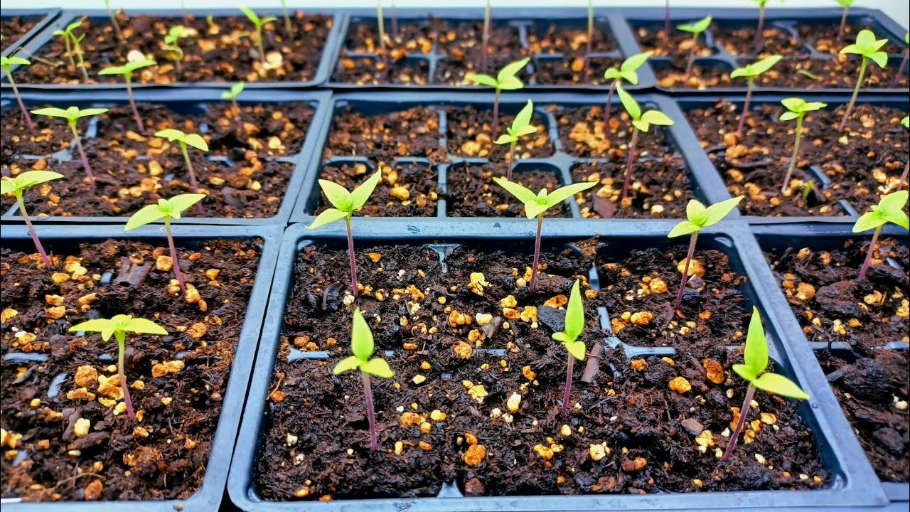 Germinating Pepper Seeds - 2 Week Update - 2025 Hot Pepper Growing ...
