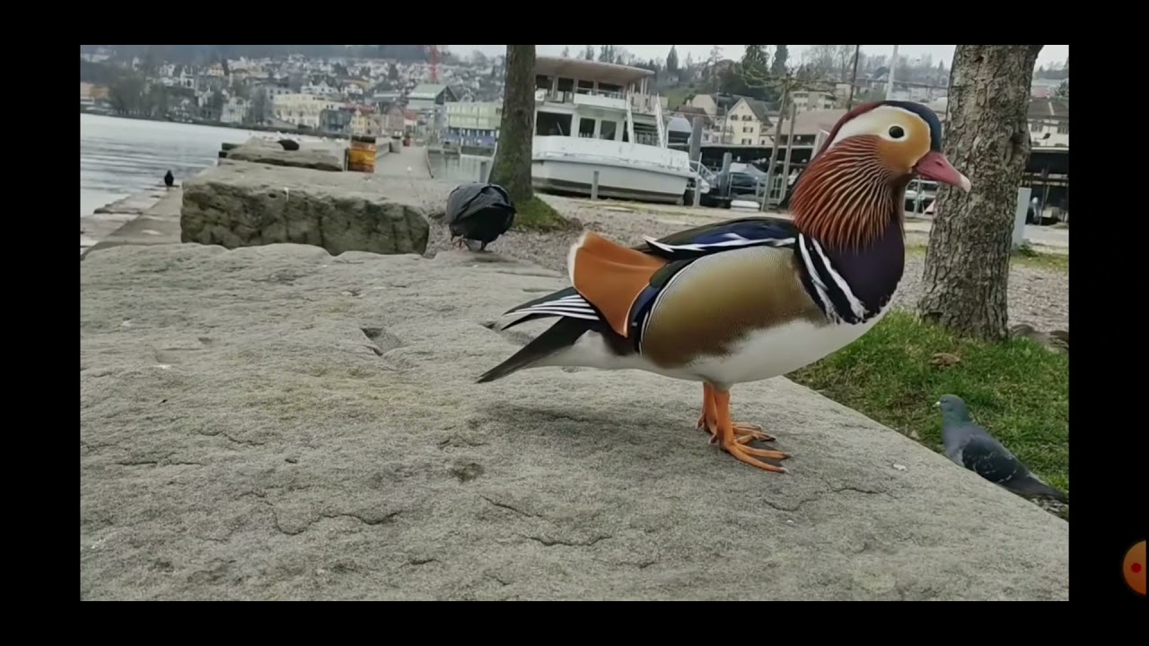 Mandarin duck gets slapped by pigeon - YouTube