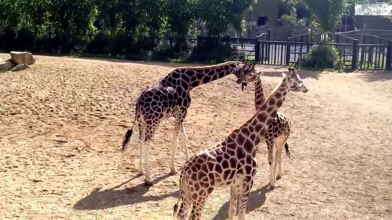 Epic giraffe fight - YouTube