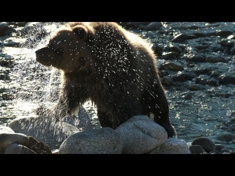 The Lord of Carpathians - Brown Bear Documentary Trailer - YouTube