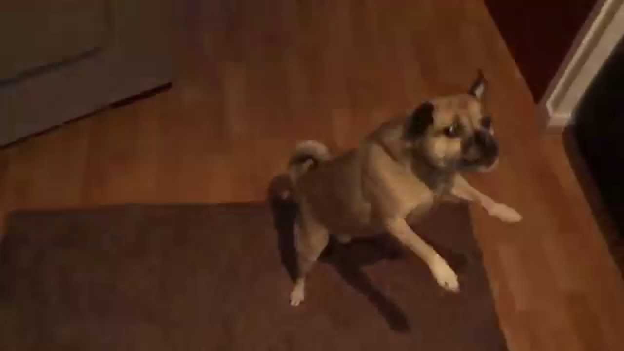 Amazing Slow Motion Dog Trick - YouTube
