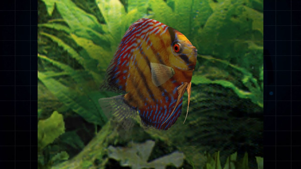 [Sega Fish Life] A half hour of pure virtual fishies - YouTube