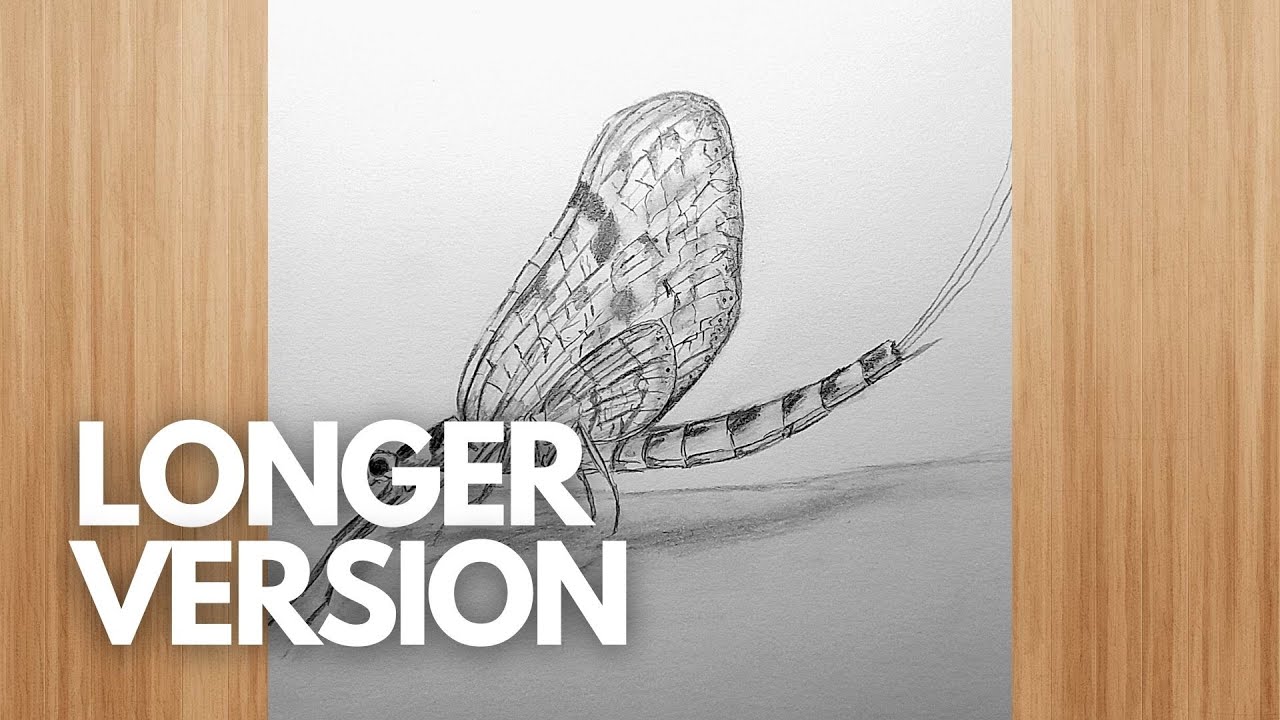 Realistic Mayfly Drawing (Longer Version) - YouTube