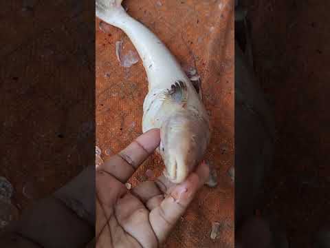 How to Cut tular dandi Fish l Tular Dati Fish Cutting video In ...