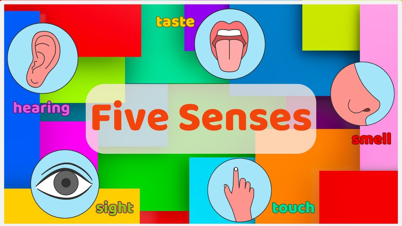 Exploring the Five Senses | Learn About Sight, Hearing, Smell, Taste ...