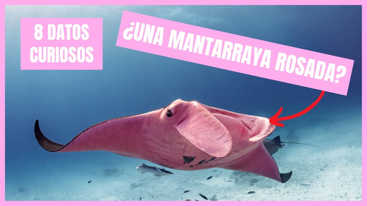 LAS MANTARRAYAS | Datos Curiosos y Reales - YouTube